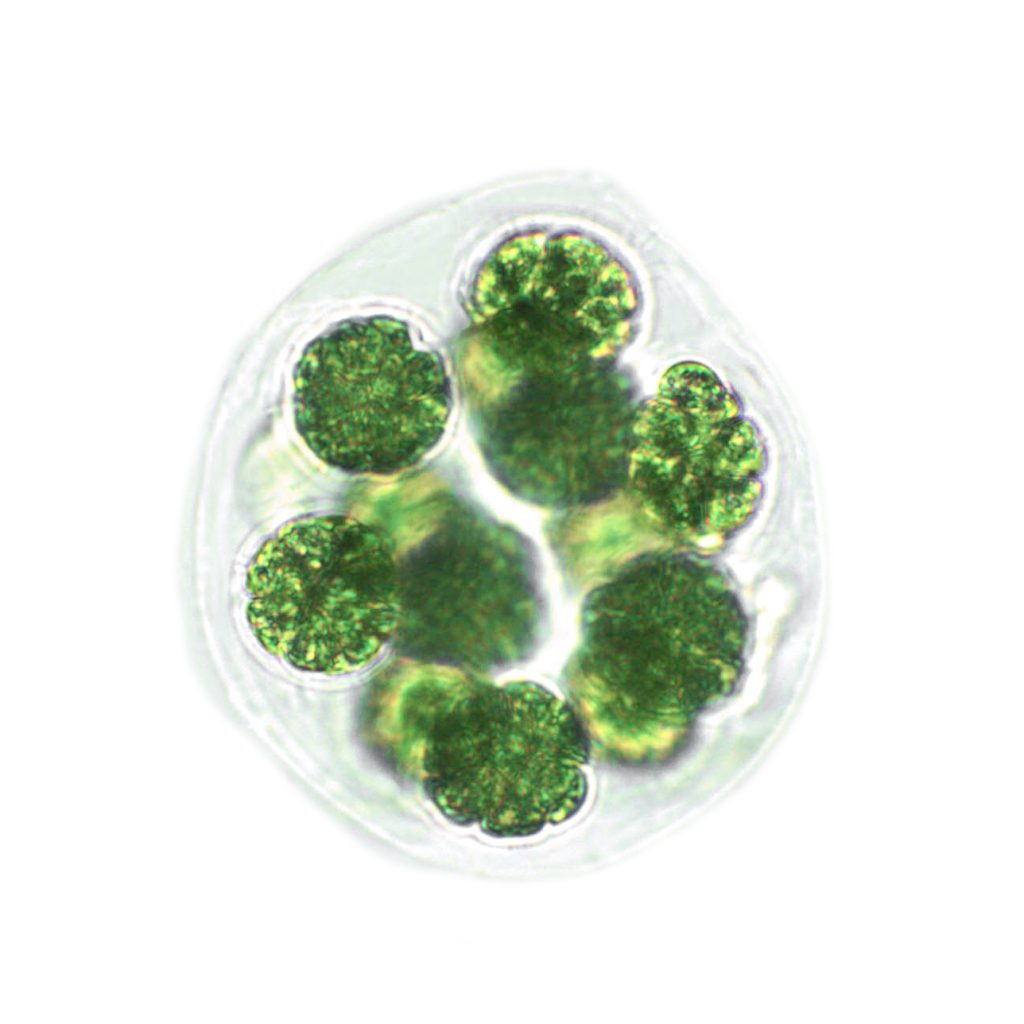 Navigating Neurodegenerative Diseases with Microalgae Supplements: A ...