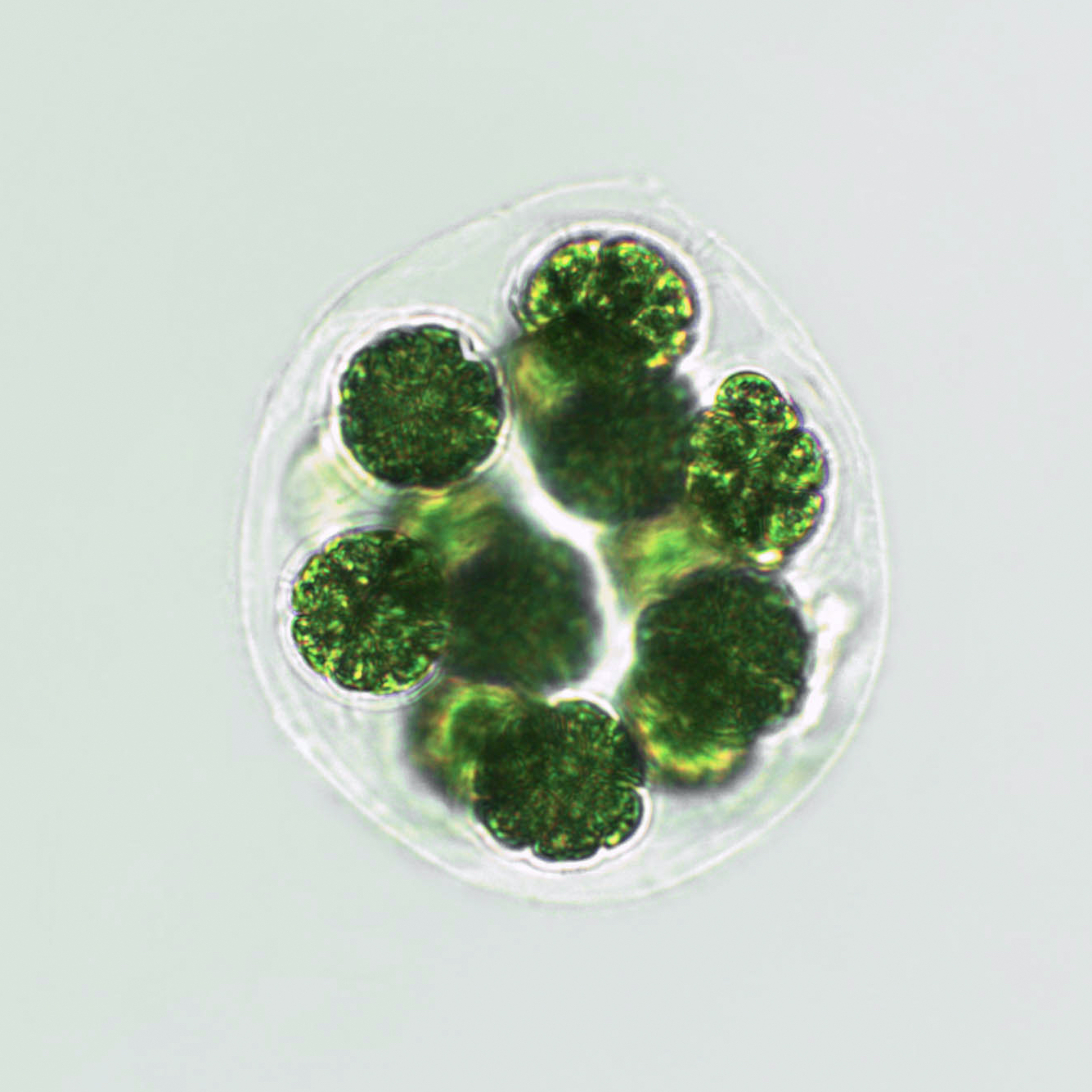 What are Microalgae? The Power of Nature’s Hidden Nutritional Gems ...